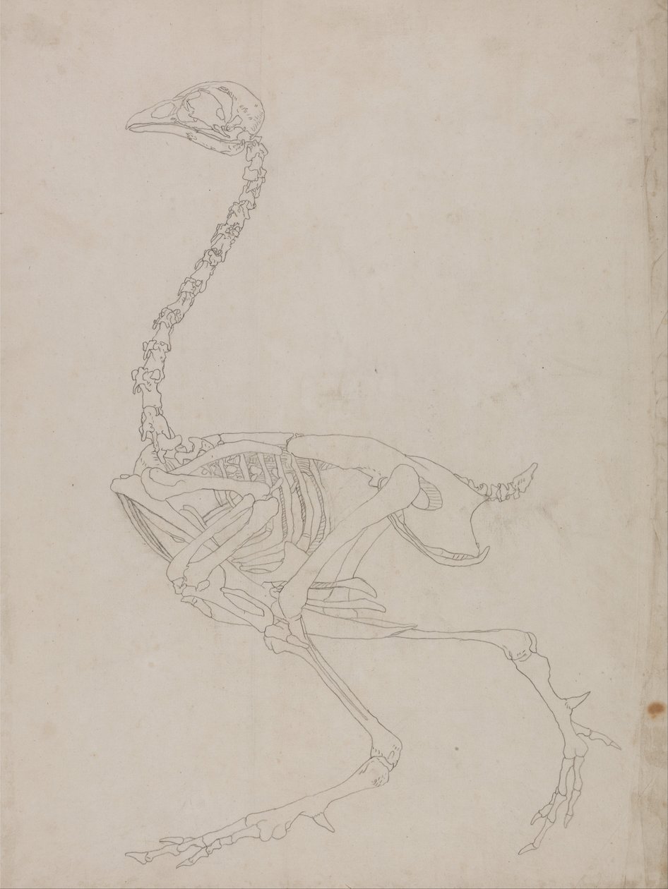 Fowl Skeleton, Lateral View (Outline drawing of the skeleton)