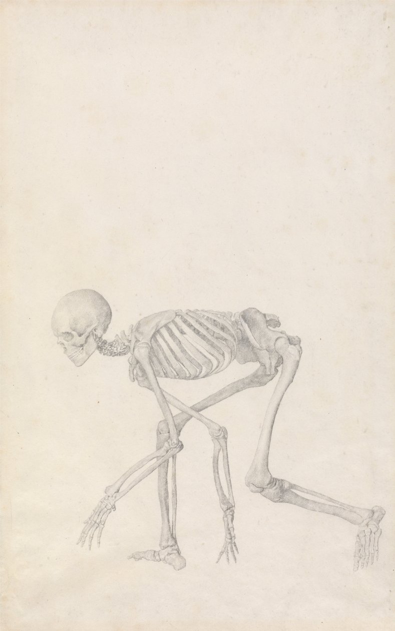 Human Skeleton, Lateral View (in Crouching Posture)