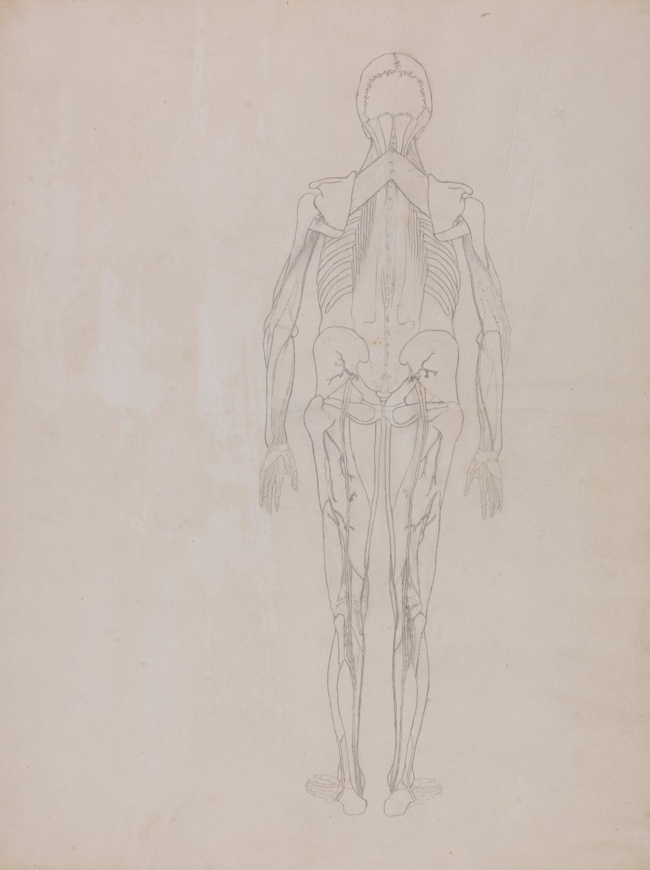 Human Figure, Posterior View by George Stubbs