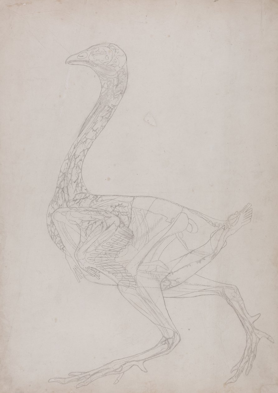 Study of a Fowl, Lateral View, from A Comparative Anatomical Exposition ...
