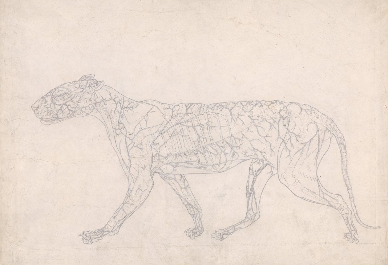 Study of a Tiger, Lateral View, Diagram Showing the Subcutaneous Blood ...