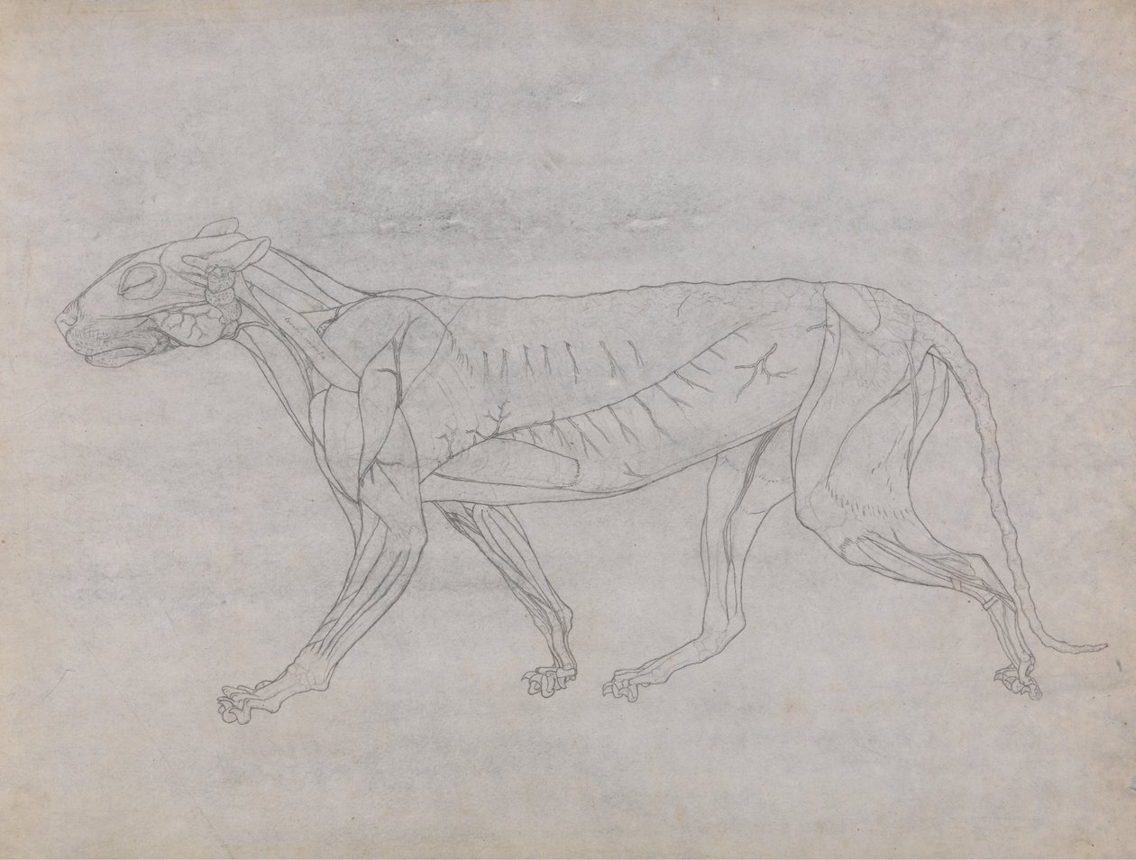 Study of a Tiger, Lateral View, from A Comparative Anatomical ...