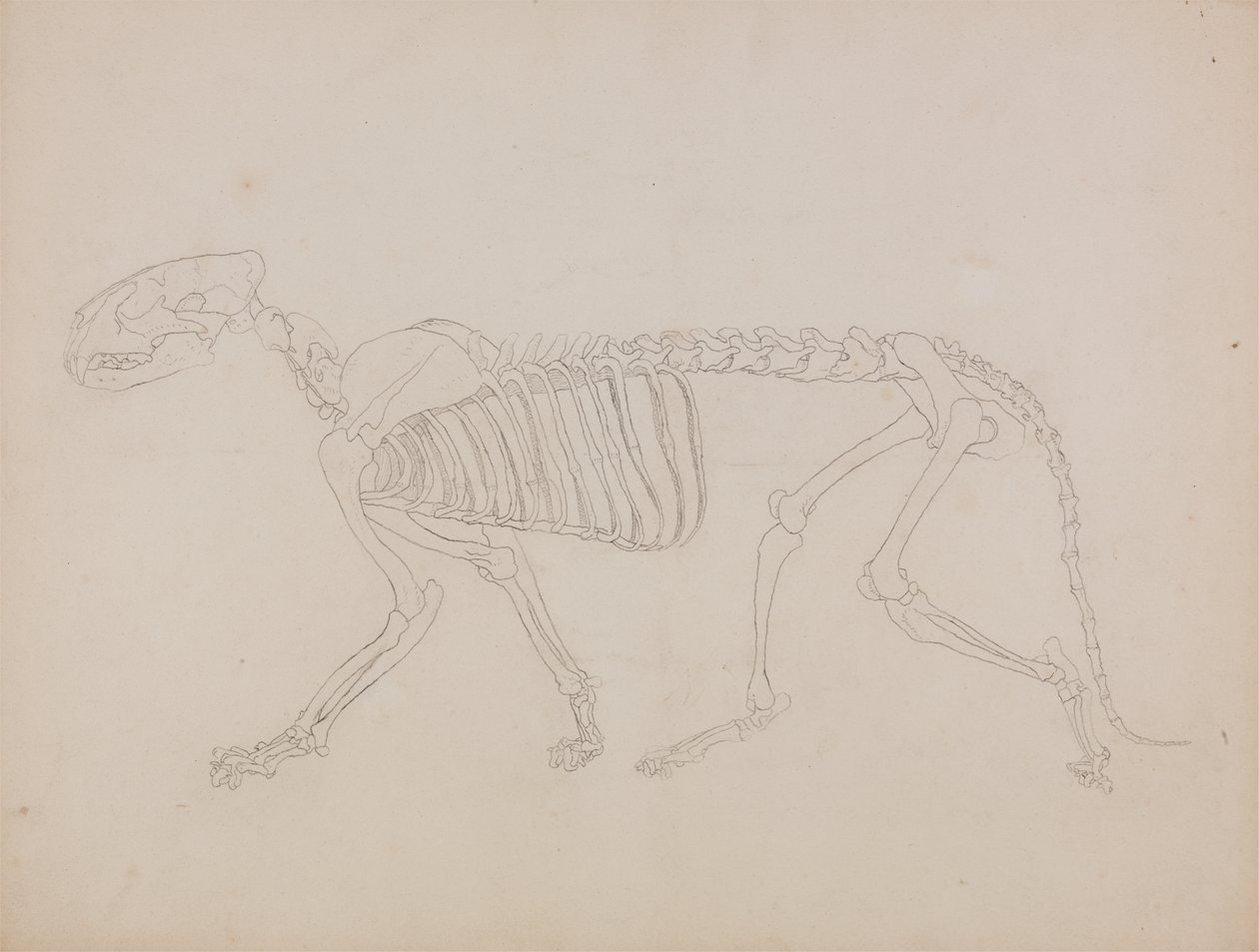 Study of a Tiger, Lateral View, from 'A Comparative Anatomical ...