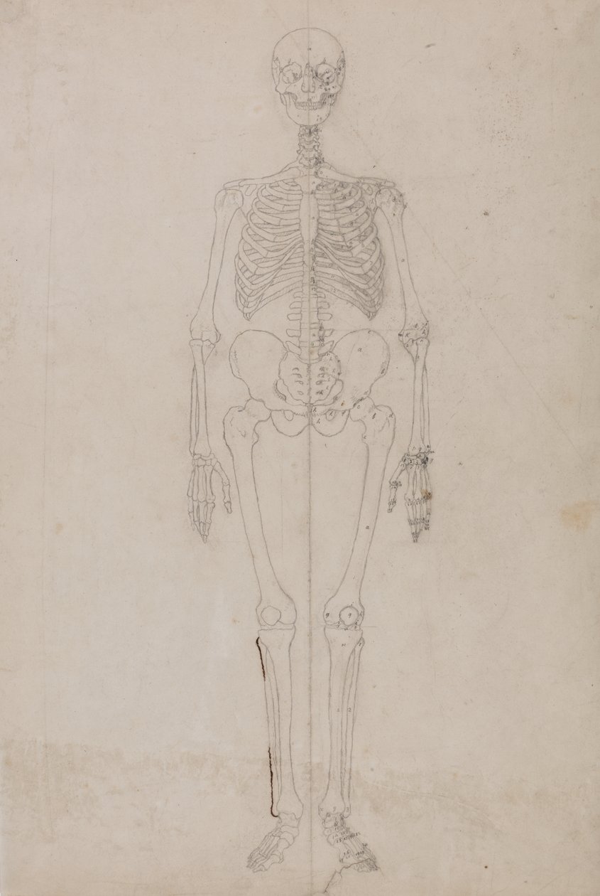 Study of the Human Figure, Anterior View, from A Comparative Anatomical ...