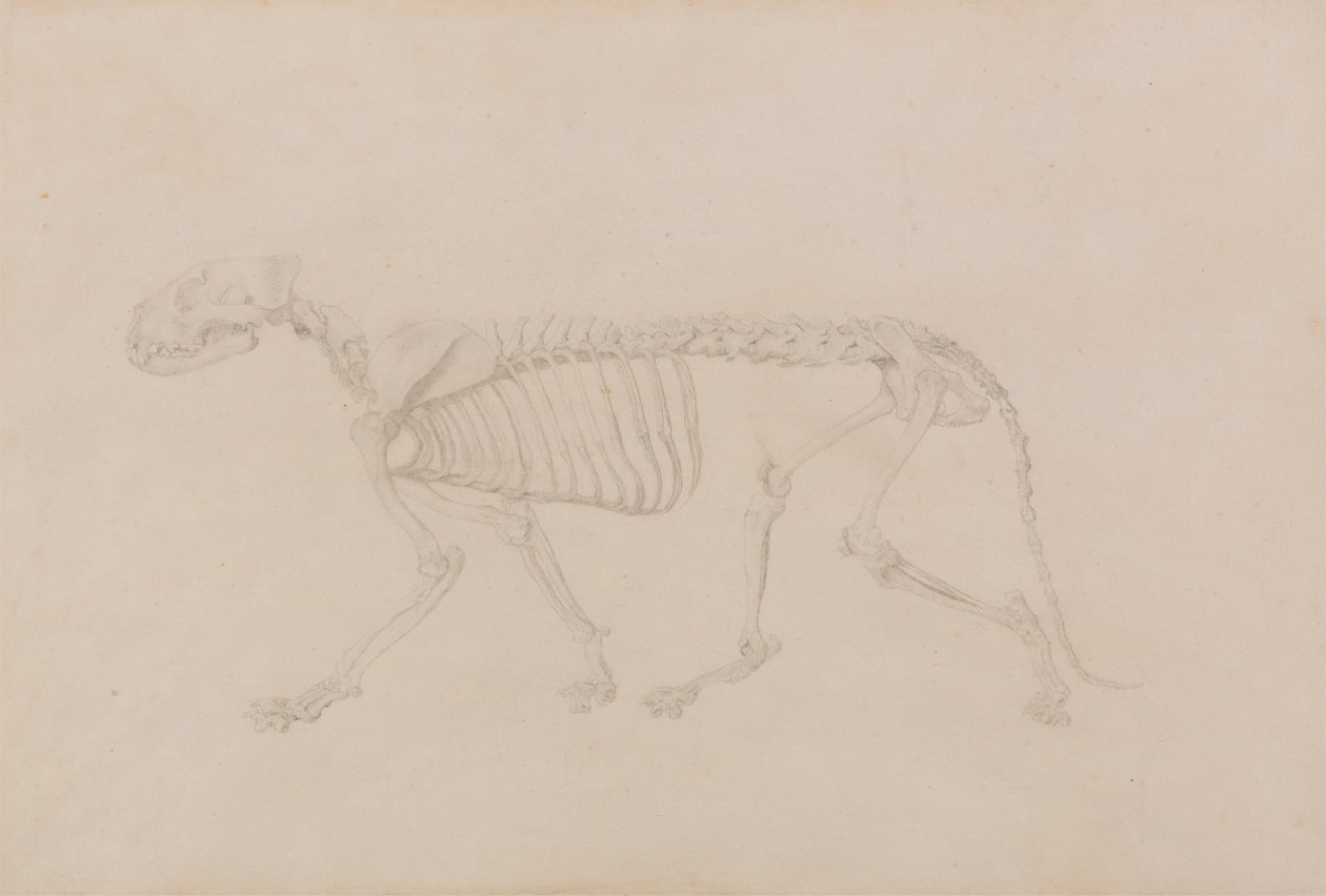 Tiger Skeleton, Lateral View by George Stubbs