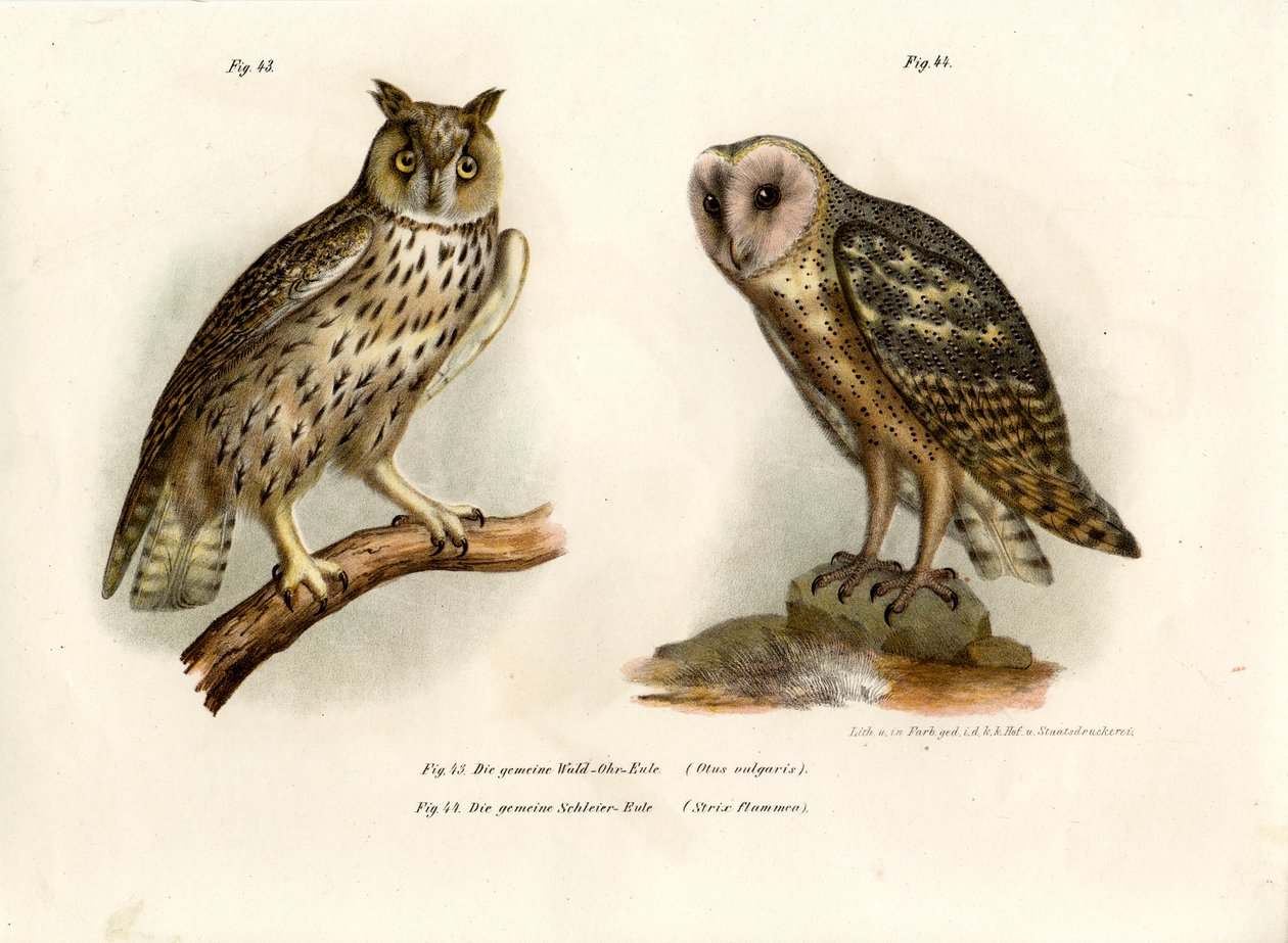 Horned Owl by German School: High-quality fine art print