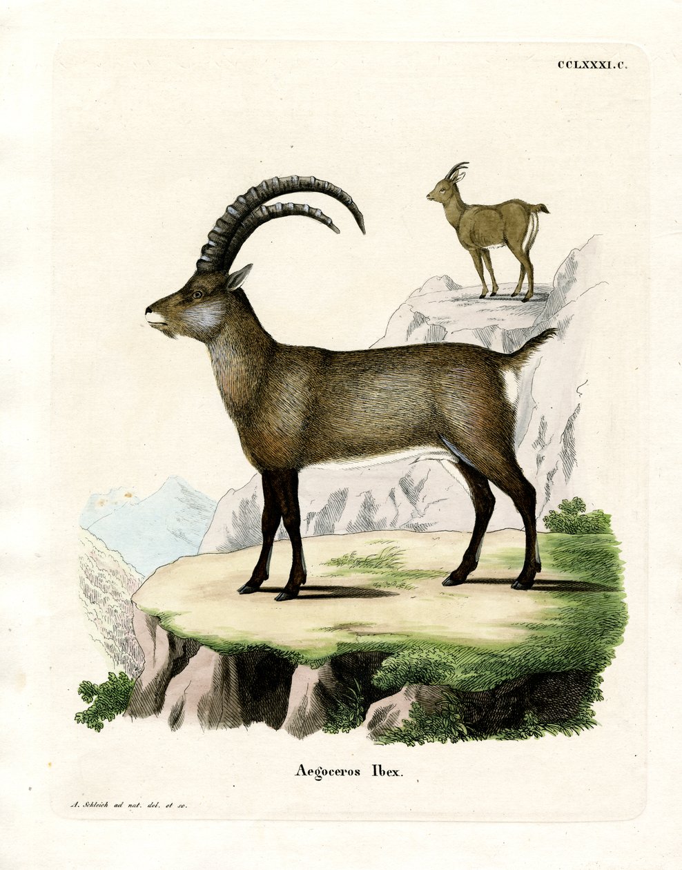 Ibex Alps Germany