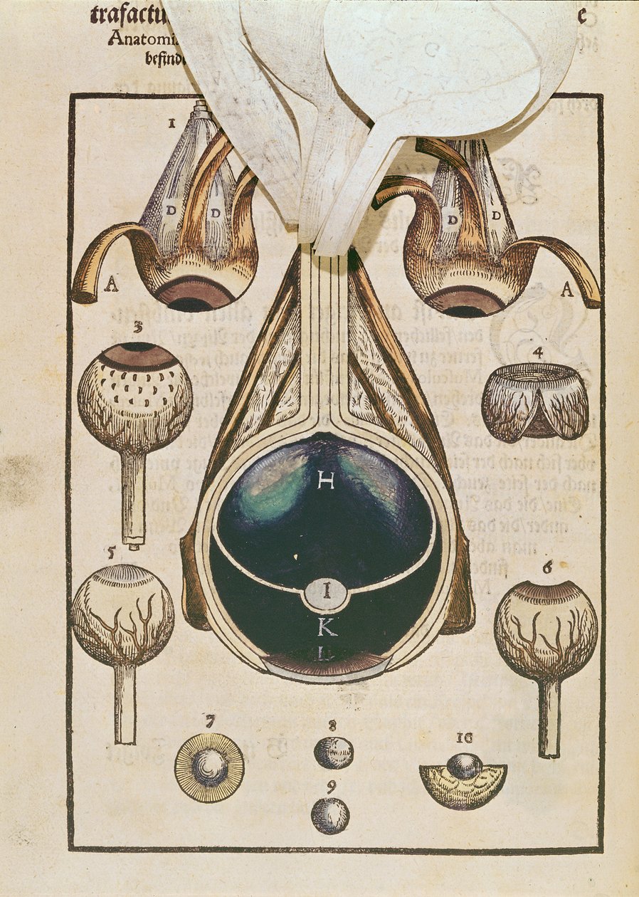 Anatomy of the Eye, from Ophthalmodouleia by Georg Bartisch, published ...