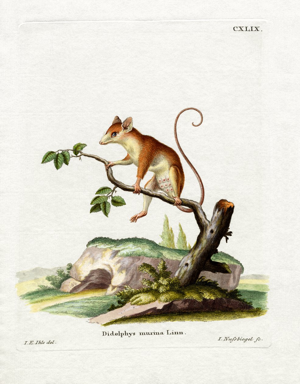 Common Mouse Opossum by German School: Buy fine art print