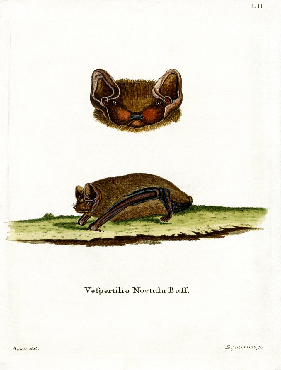 Common Noctule Bat by German School: Buy fine art print