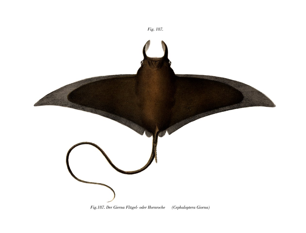 Devil Fish by German School: High-quality fine art print