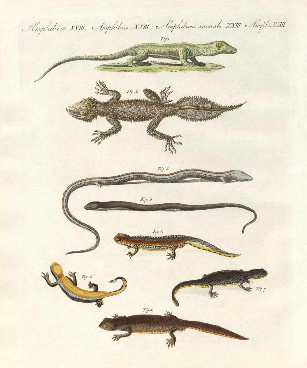 Different kinds of lizards by German School: Fine art print