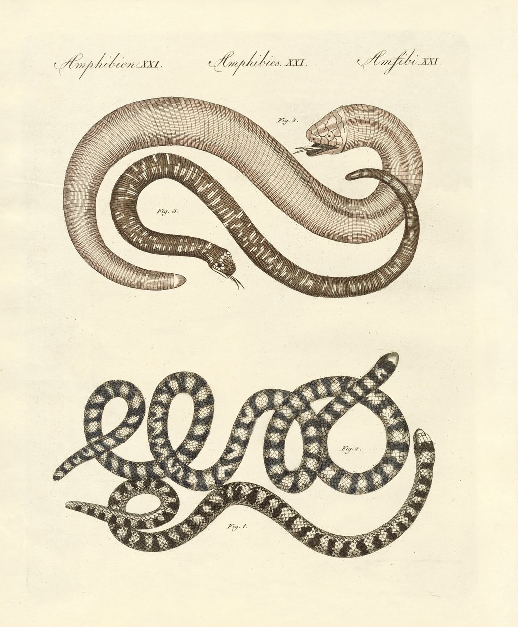 Different kinds of snake by German School: Fine art print