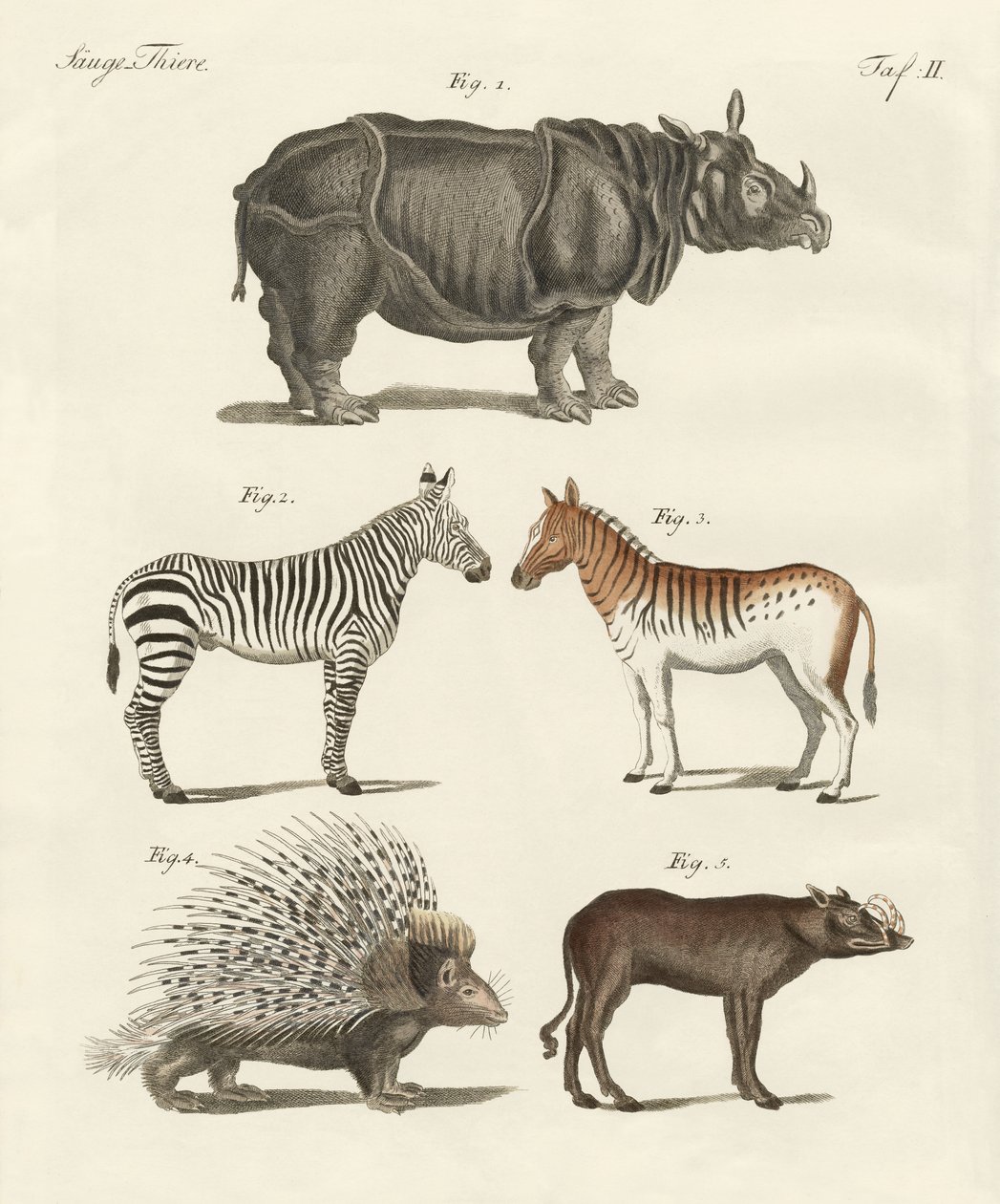 Four-footed animals by German School: Buy fine art print