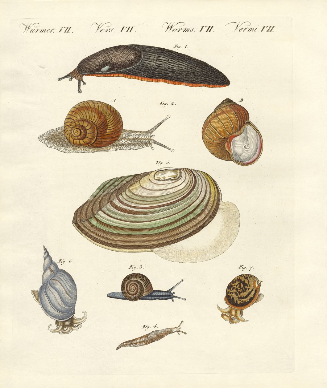 German Snails by German School: Buy fine art print