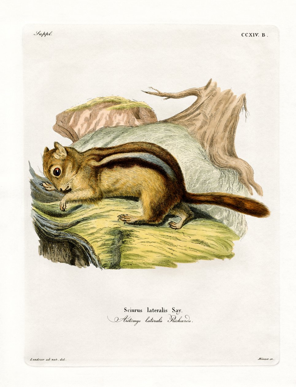 Golden-mantled Ground Squirrel (coloured engraving)