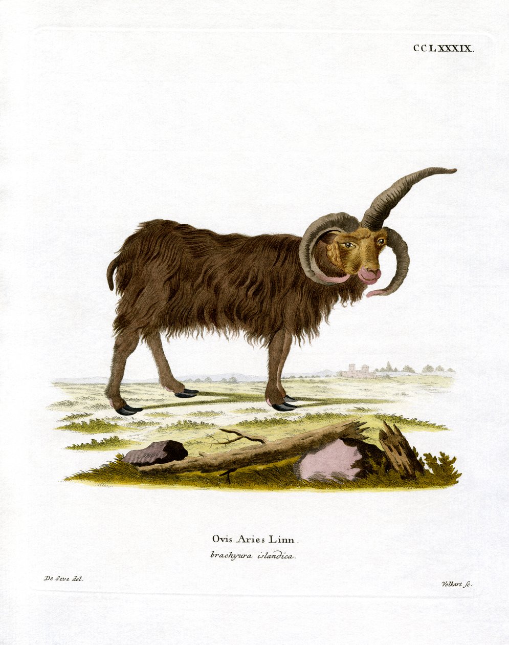 Mouton Jacob