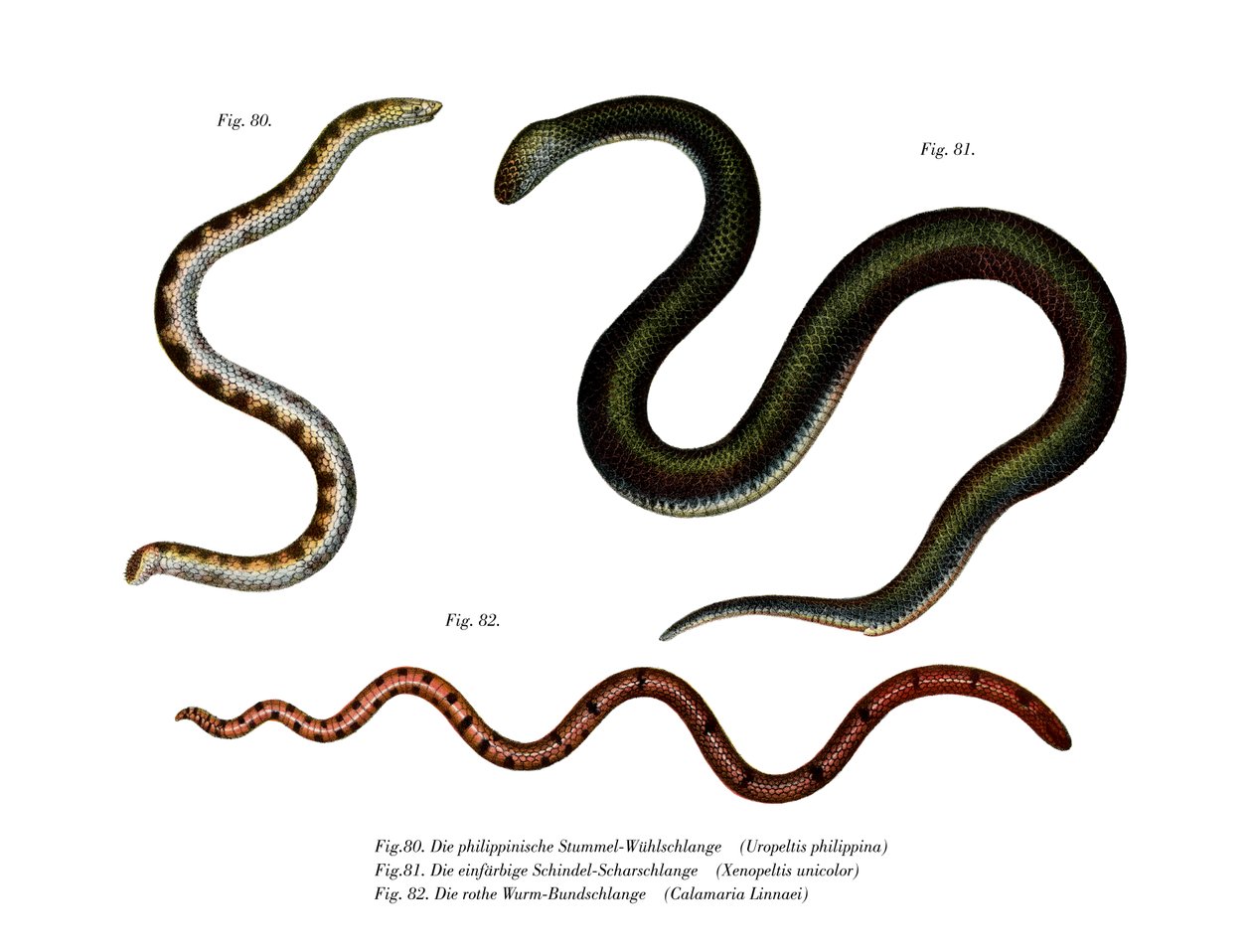 Large Shieldtail Snake by German School: Fine art print