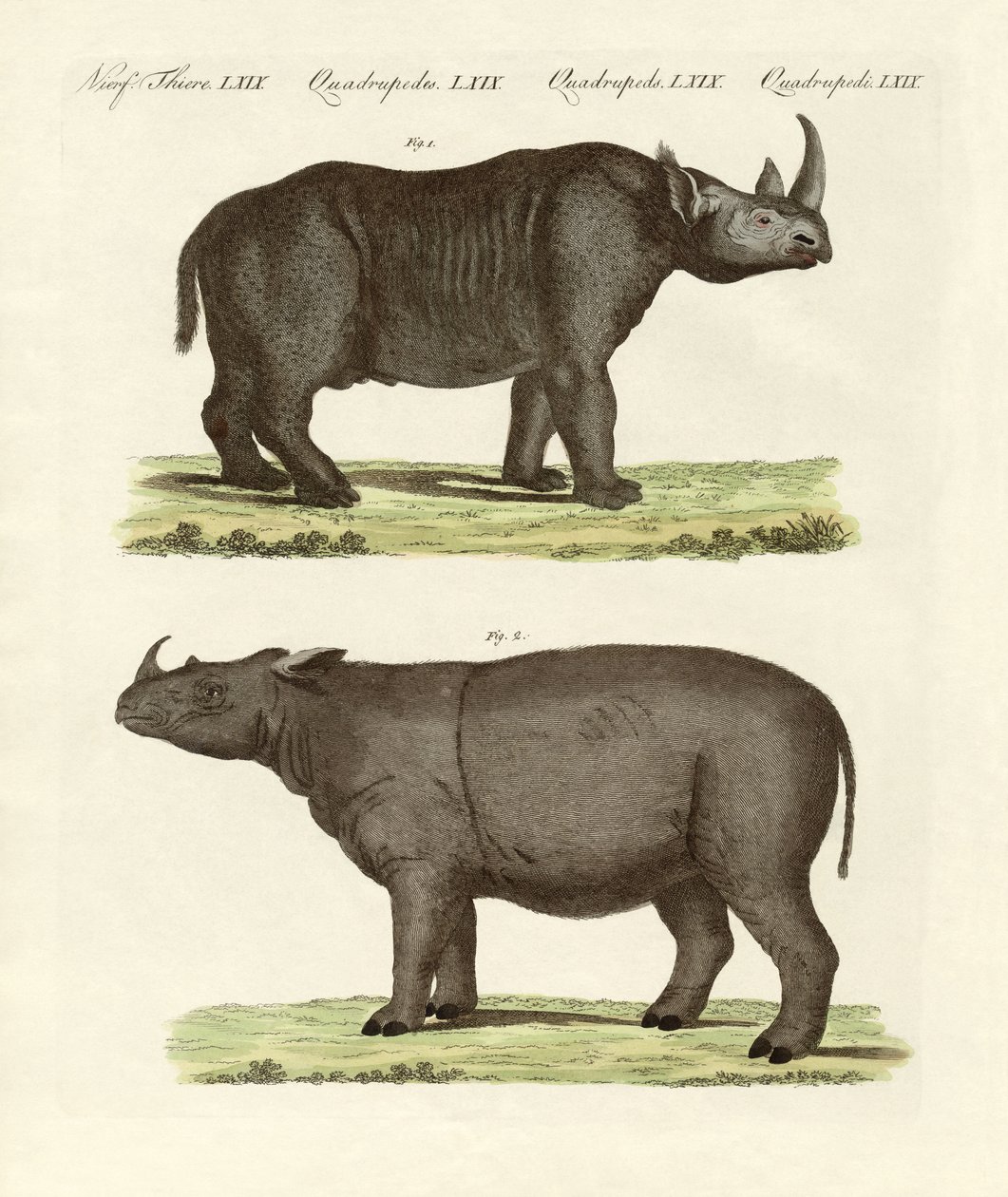 Large Four-Footed Mammals by German School: Fine art print