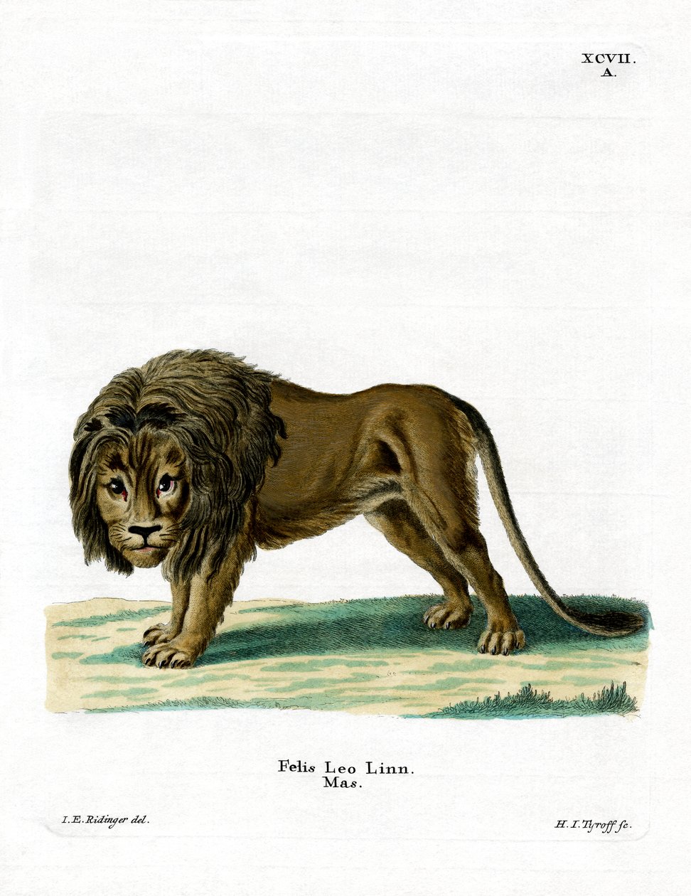 Lion by German School: Highest-quality art reproduction