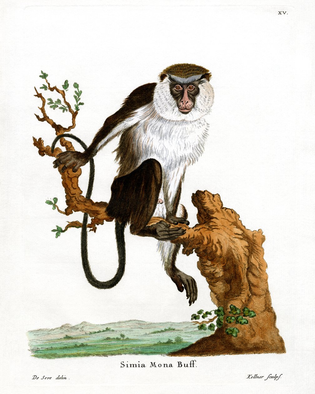 Mona Monkey by German School: Buy fine art print