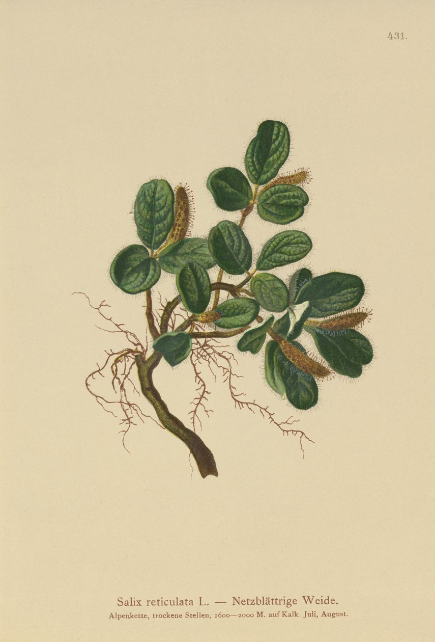 Net-leaved Willow by German School: Buy fine art print