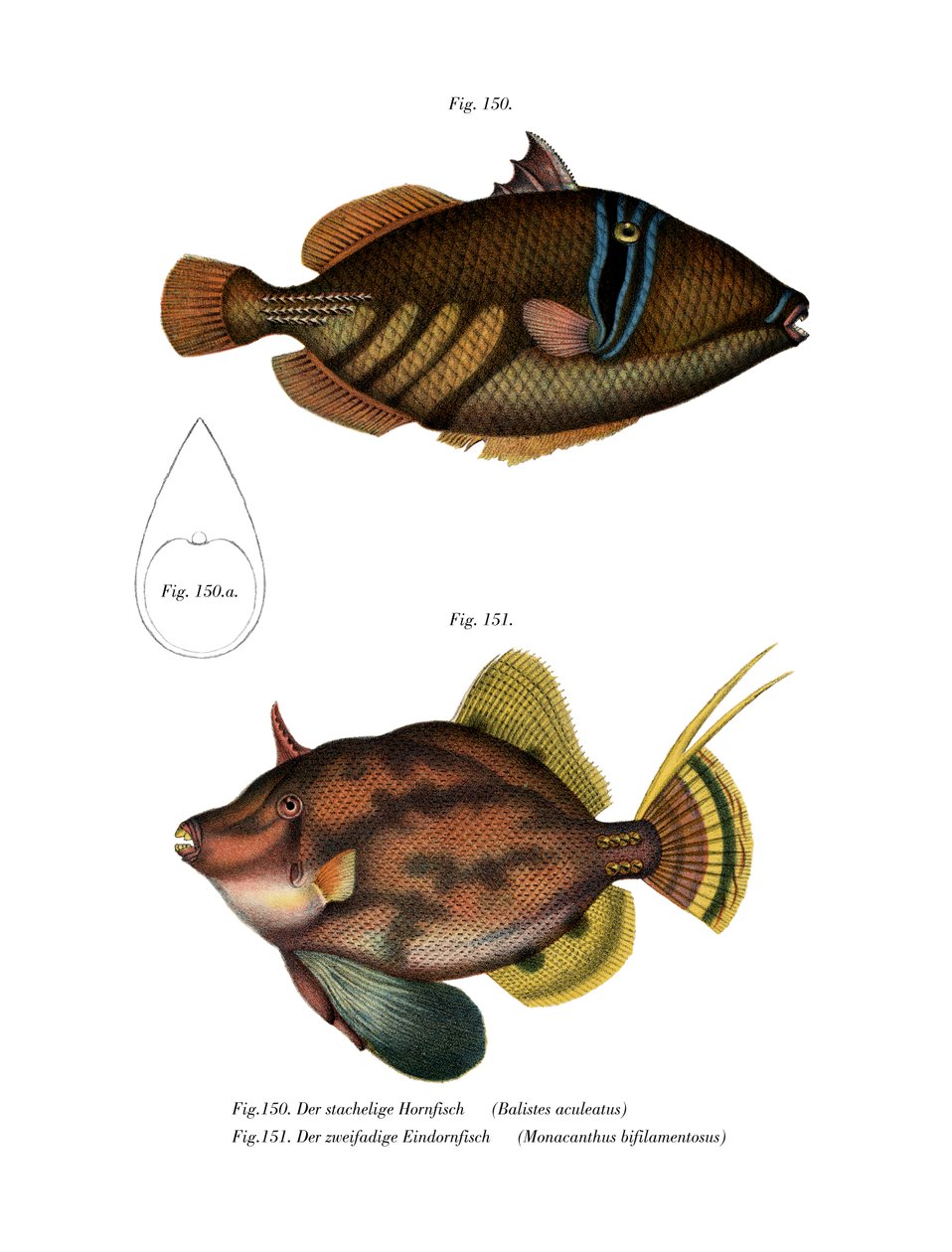 Picasso Fish by German School: Buy fine art print