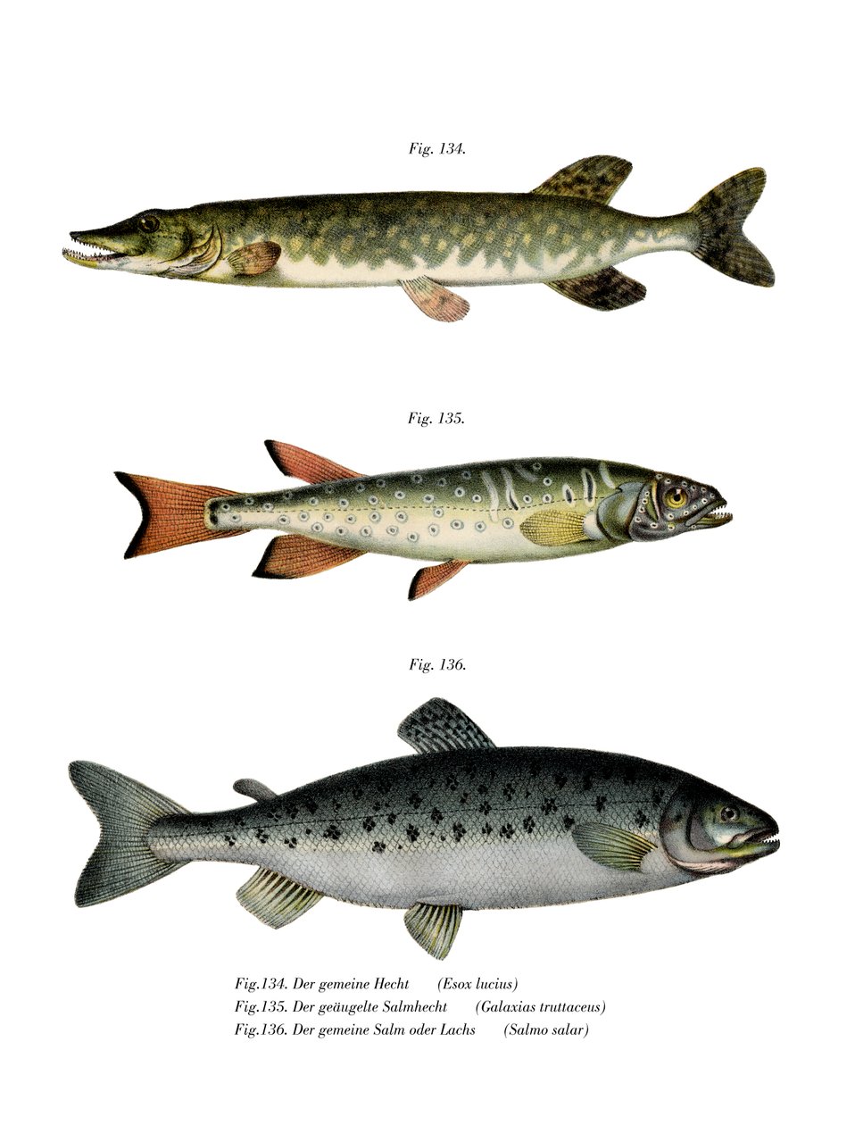 Pike by German School: Highest-quality art reproduction