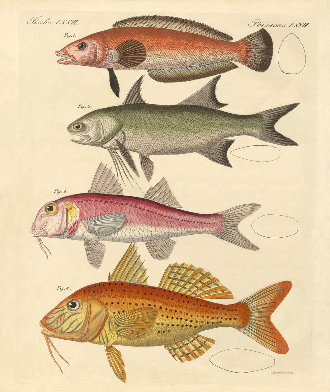 Strange Fish by German School: Buy fine art print