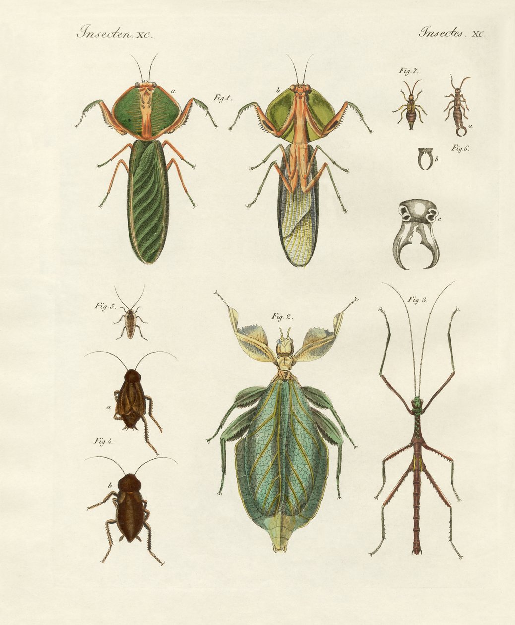 Strange insects by German School: Buy fine art print