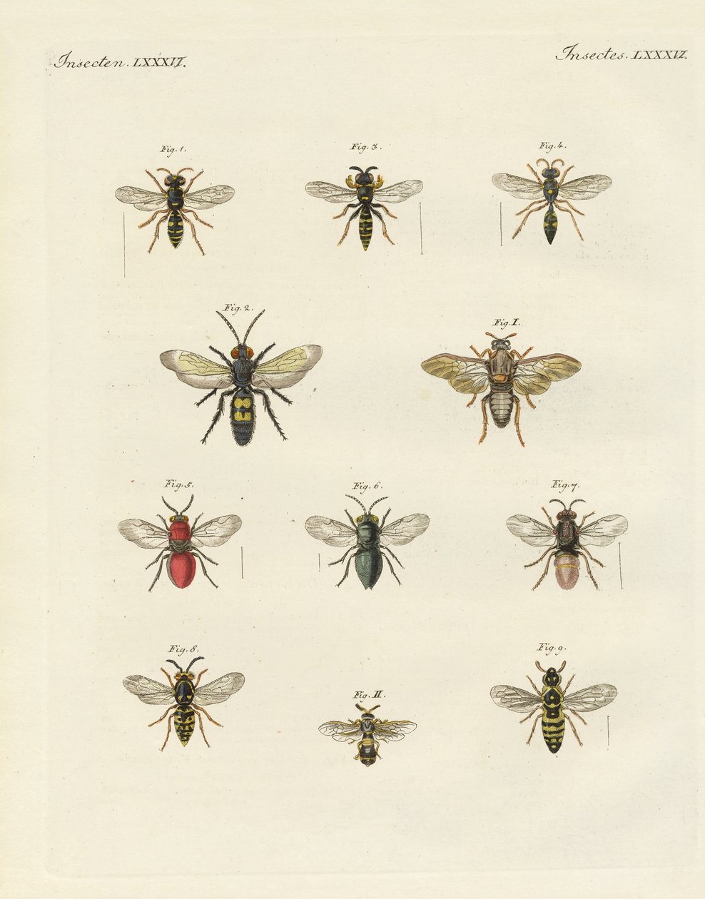 Strange insects by German School: Buy fine art print