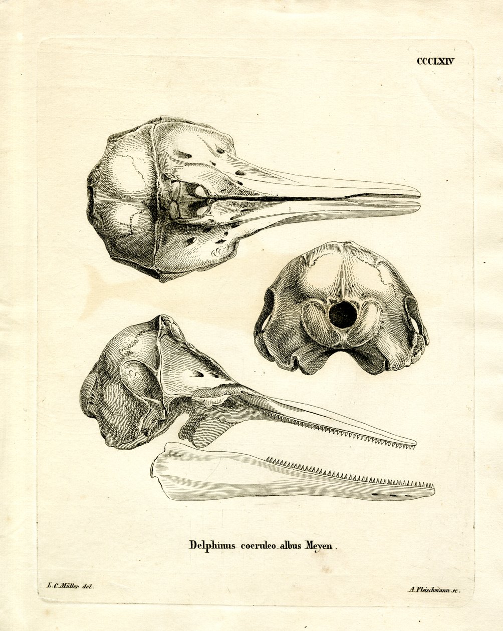 Striped Dolphin Skull by German School: Buy fine art prints