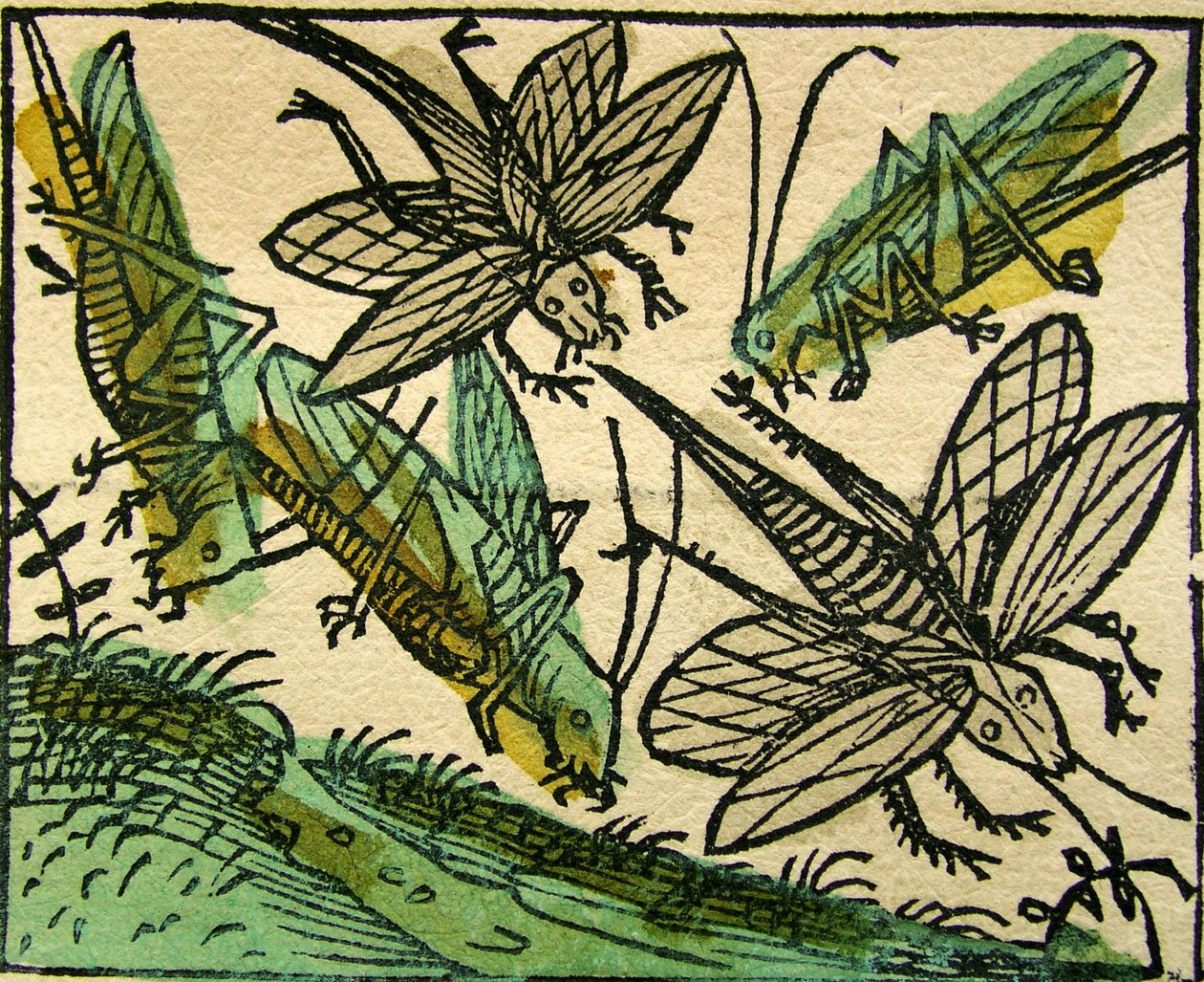 The Plague of Locusts by German School: Buy fine art prints