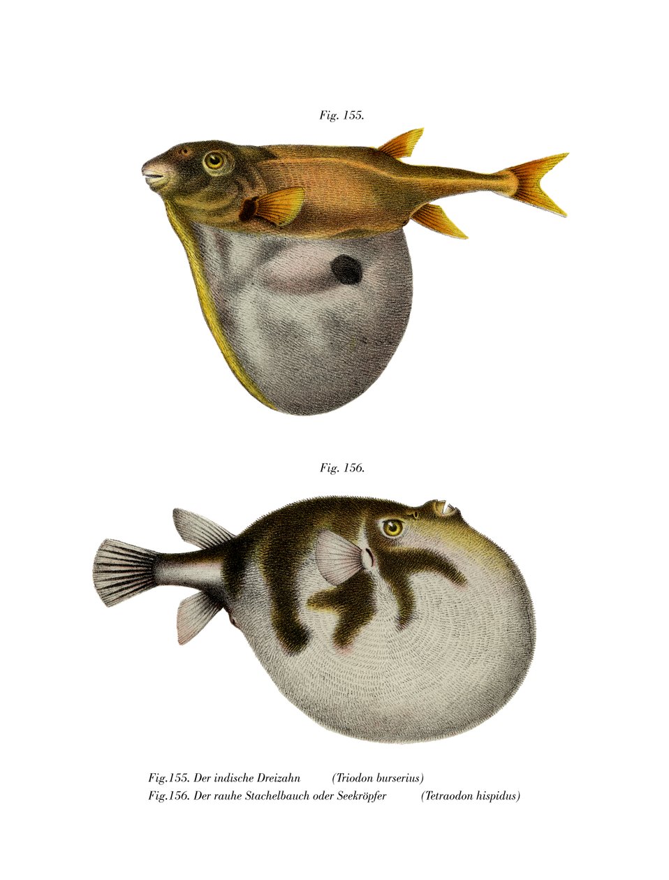 Threetooth Puffer by German School: Buy fine art print