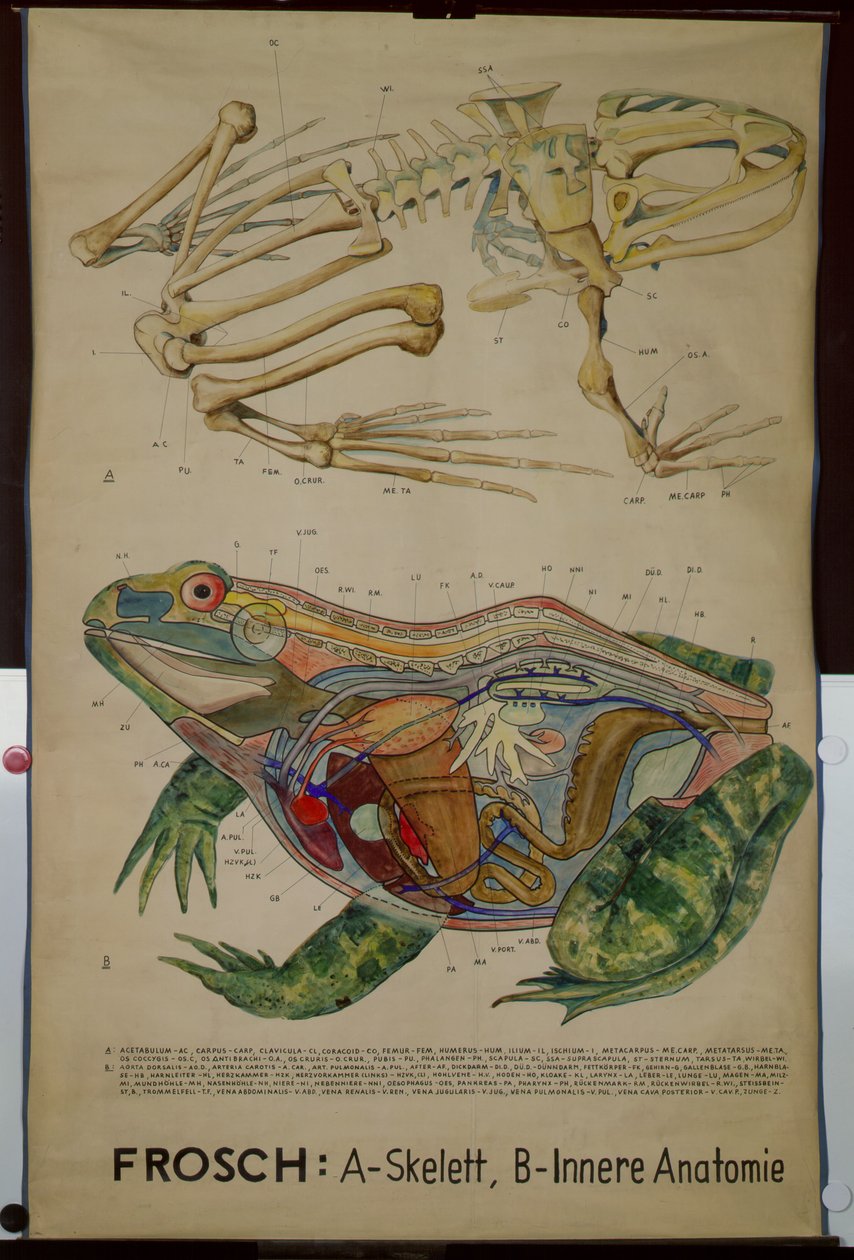 Wall Chart of the Skeleton and Anatomy of a Frog