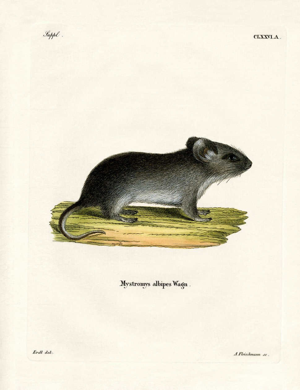 White-tailed Mouse by German School: Buy fine art prints
