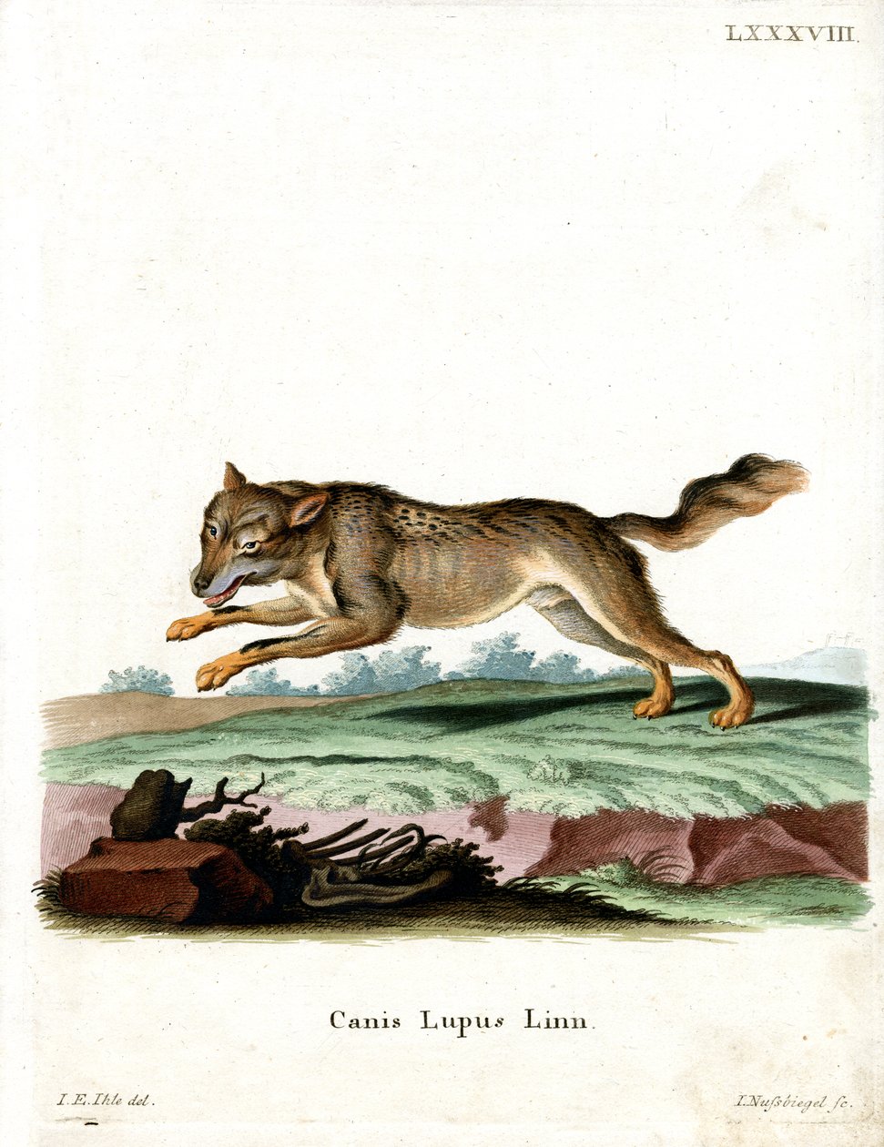 Wolf by German School: Highest-quality art reproduction