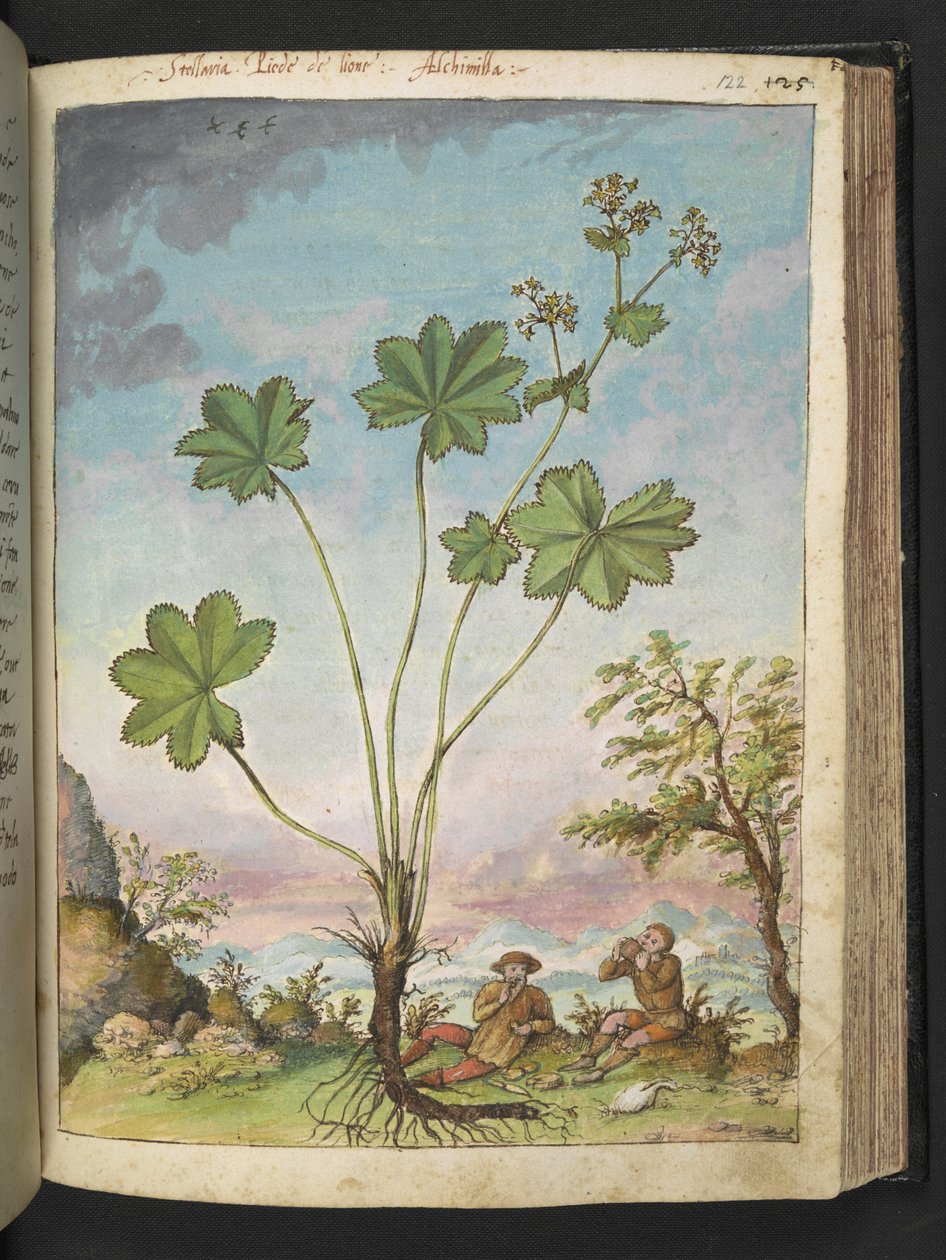 Alchemilla vulgaris (Lady's mantle), from 'Paintings of Flora of the ...