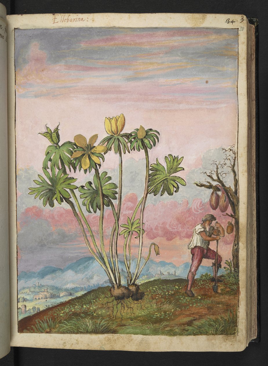 Eranthis hyemalis, from Paintings of Flora of the Roman States by ...