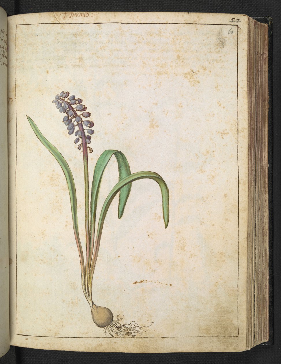 Hyacinthus, from Paintings of Flora of the Roman States by Gherardo Cibo