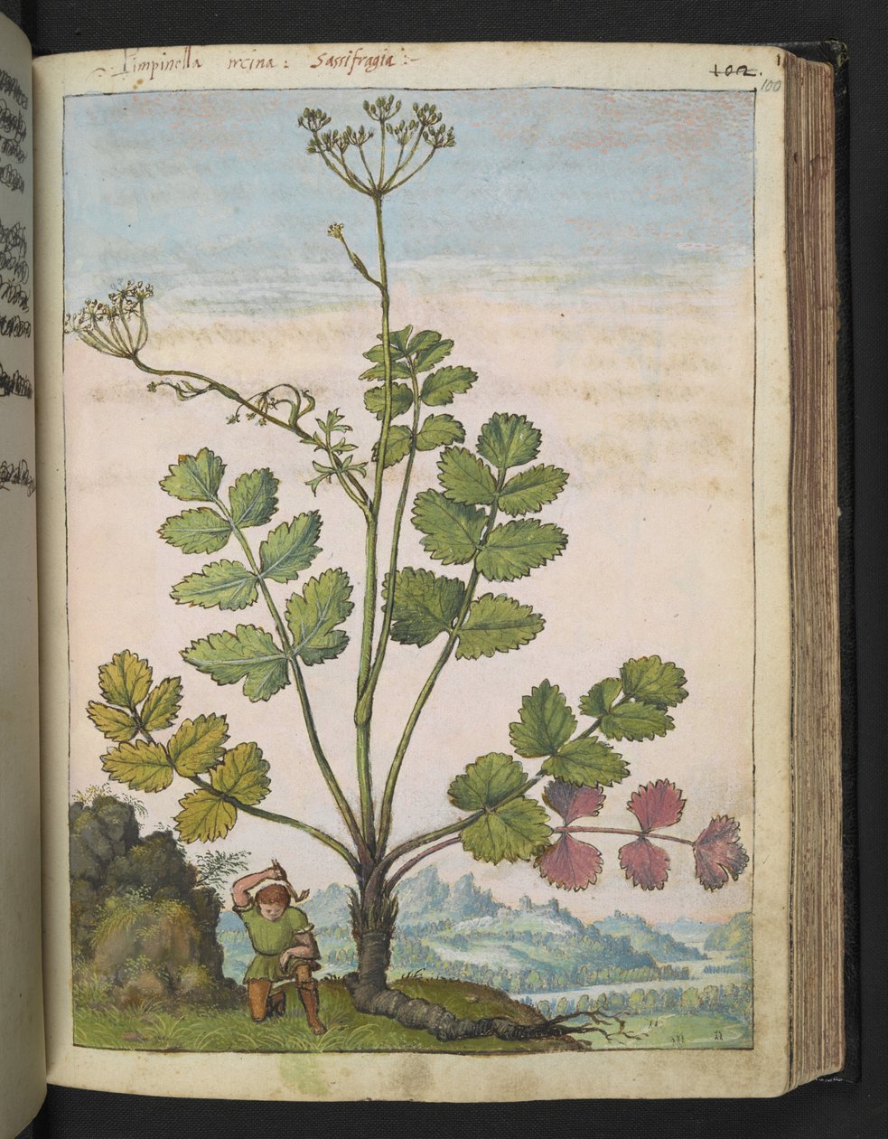 Pimpinella major, from Paintings of Flora of the Roman States by ...