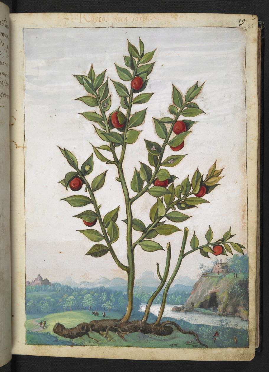 Ruscus aculeatus: A plant bearing red berries, from 'Paintings of Flora ...