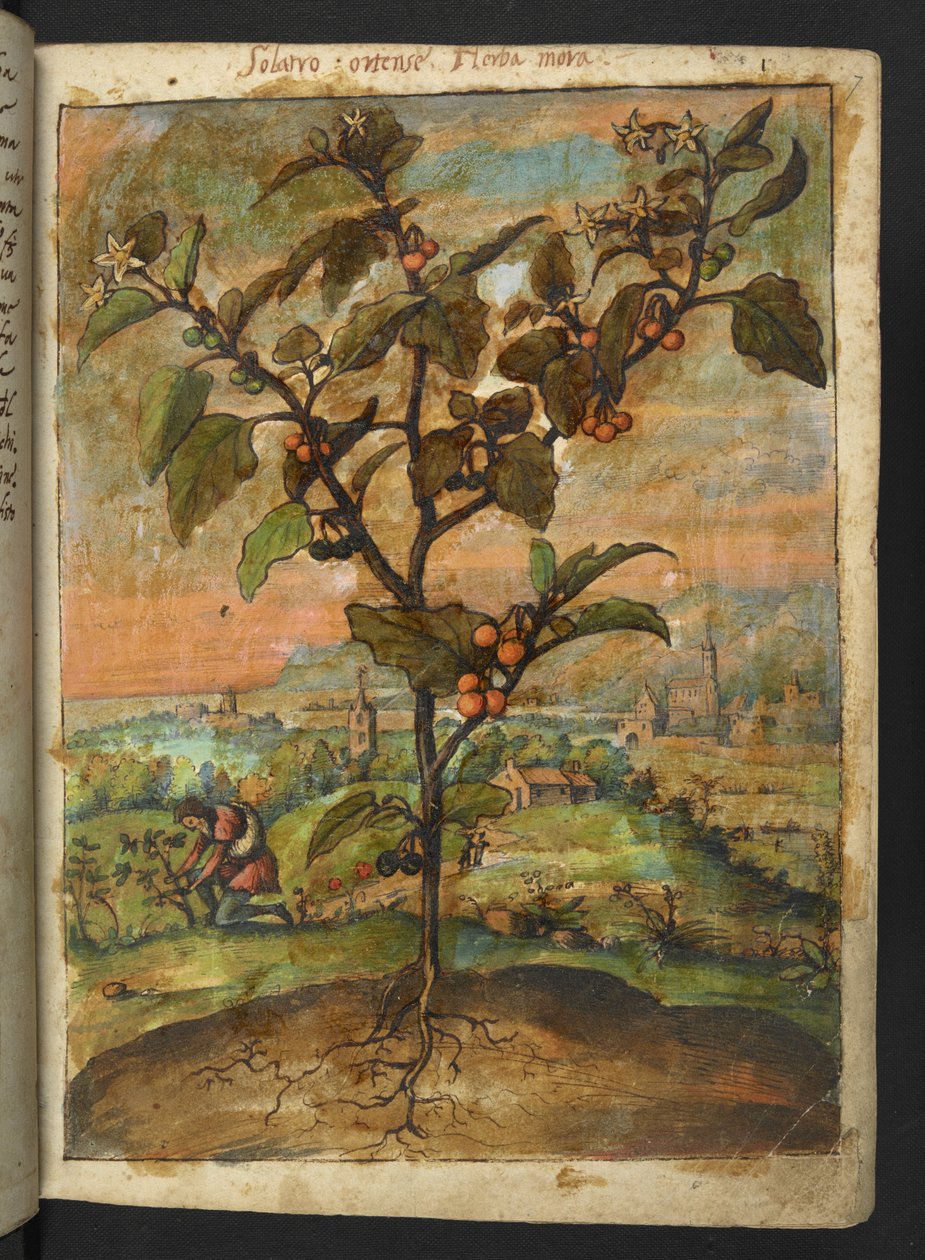 Solanum nigrum: A plant with orange fruit, from 'Paintings of Flora of ...