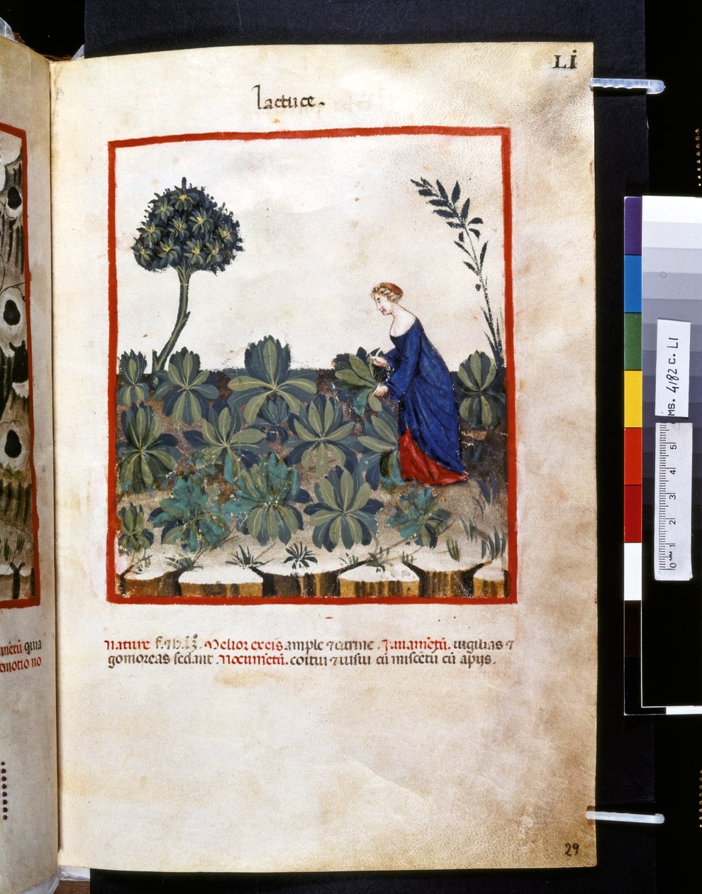 Theatrum sanitatis by Ububchasym de Baldach: 'Lactuce', first decade of ...