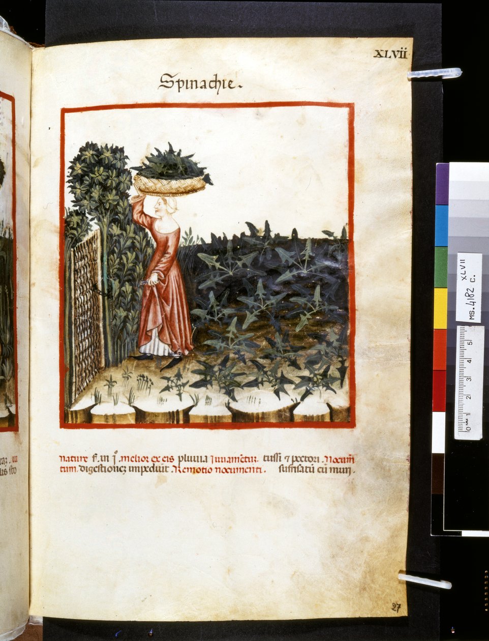 Theatrum Sanitatis by Ububchasym de Baldach: 'Spinachie', First Decade ...