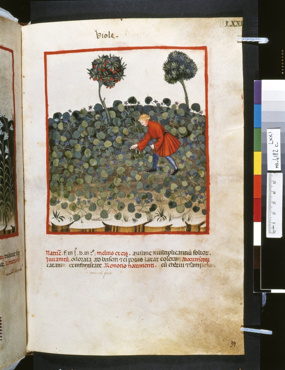 Theatrum Sanitatis by Ububchasym de Baldach: 'Viole', First Decade of ...