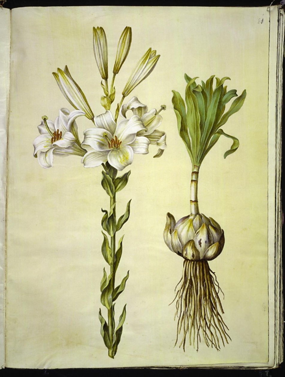 Lilium Candidum (Madonna Lily) by Hans Simon Holtzbecker