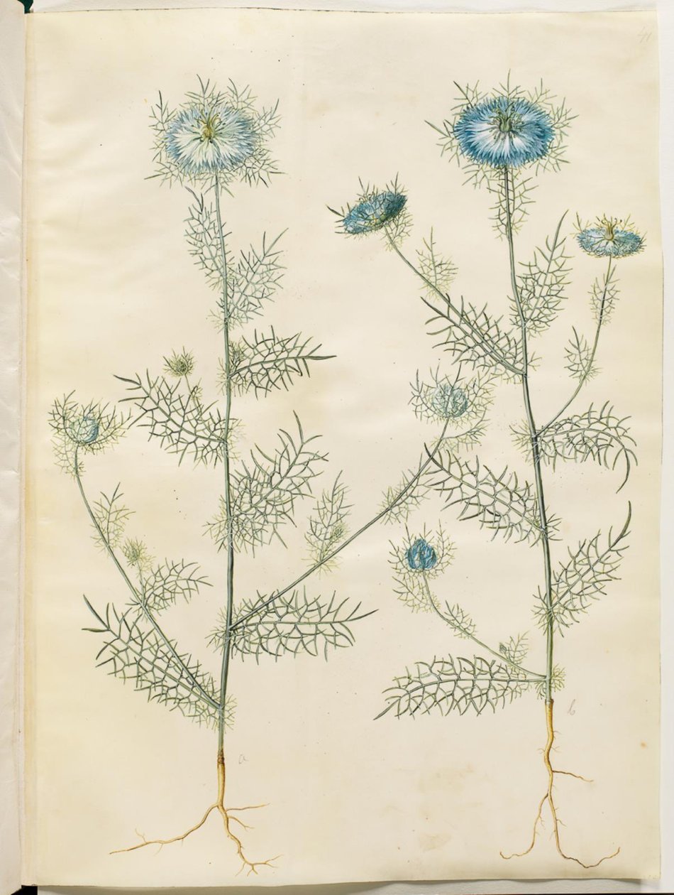 Nigella damascena (Love-in-a-mist) by Hans Simon Holtzbecker