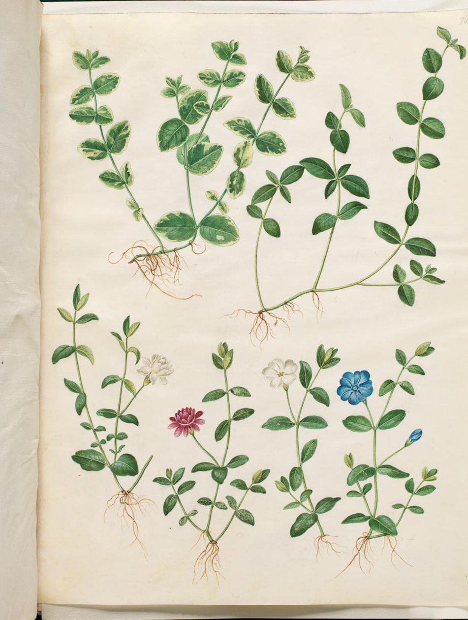 Vinca minor by Hans Simon Holtzbecker: Buy fine art print