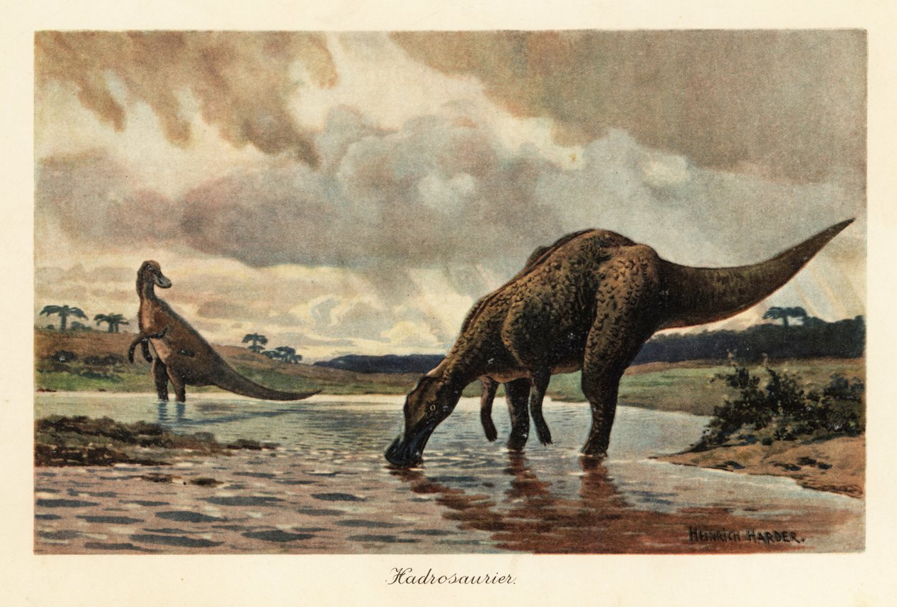 Hadrosaurs or duck-billed dinosaurs feeding in a river